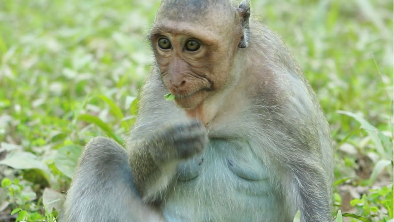 Family Jade Monkey With Young Monkey Jinx on August 23,2022,G-Maz..634 ...