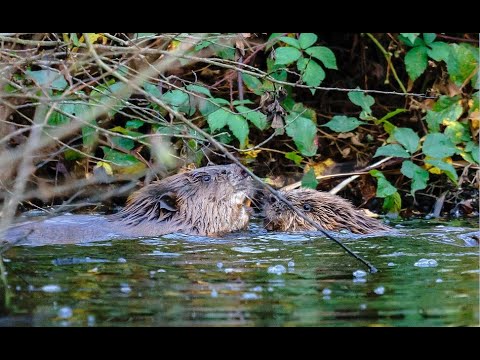 Bringing Beavers Back - a 3 month update - YouTube