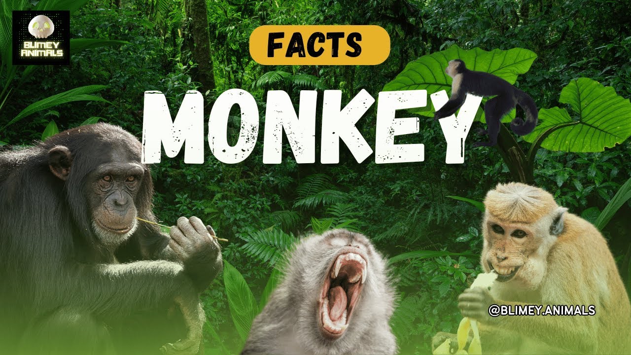 15 Facts: Discovering the World of Monkeys - YouTube