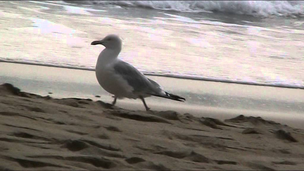 Fast running Seagull - YouTube