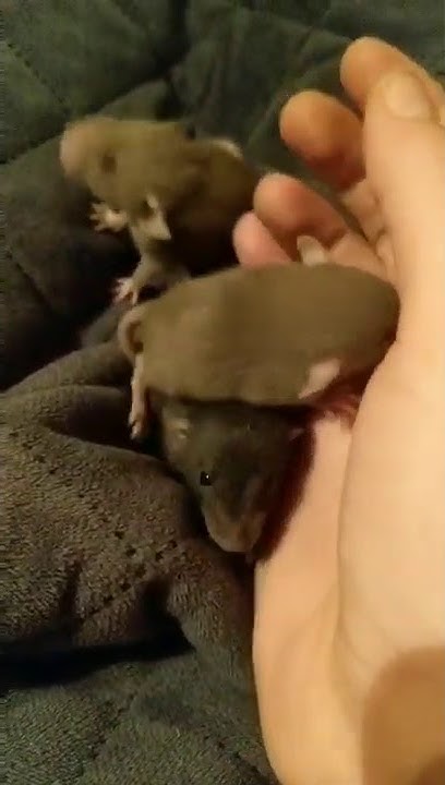Baby dwarf rats - YouTube