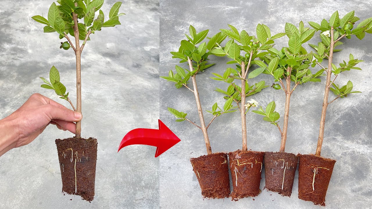 Guava grafting technique stimulates fruiting after 20 days - YouTube