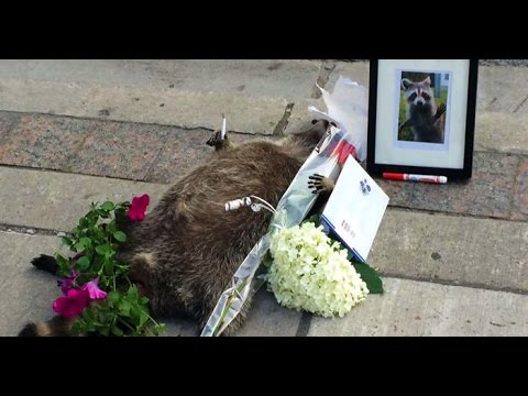 R.I.P CONRAD THE RACCOON - YouTube