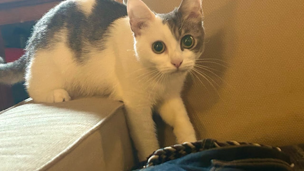 Pippi The Cat JOY For Life Is Only Comparable To The Sharpness Of Her ...