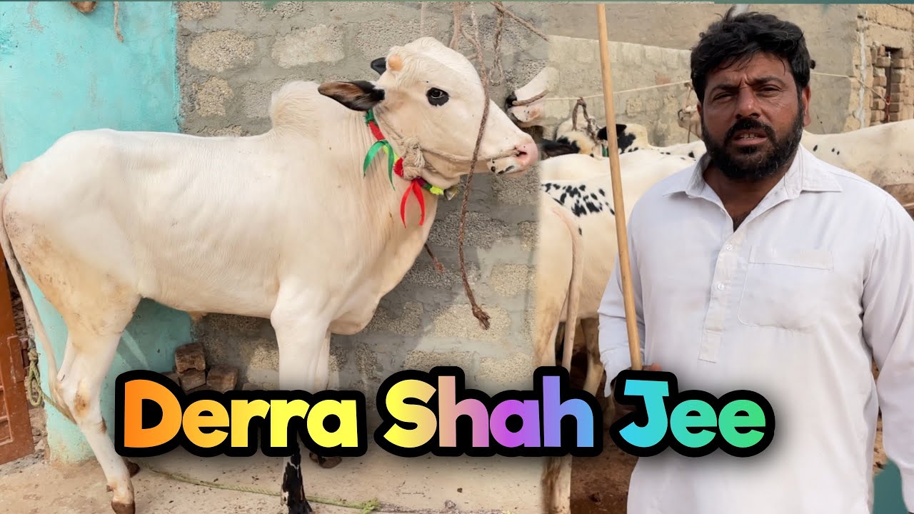 Shah Jee Cattle Farm (Thatta Khalil Sangjani ) - Cow Mandi 2024 - Fateh ...