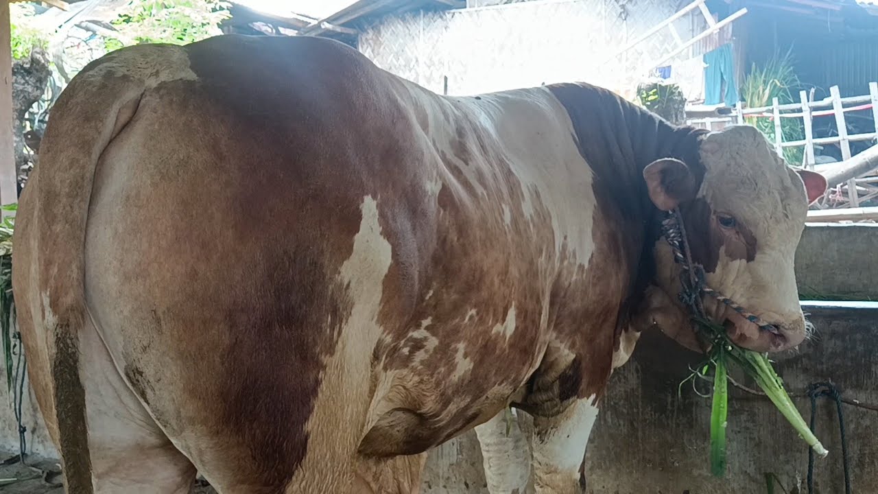 sapi bakalan super ganteng⁉️umur 16bulan udah kelihatan kalau sapi ini ...