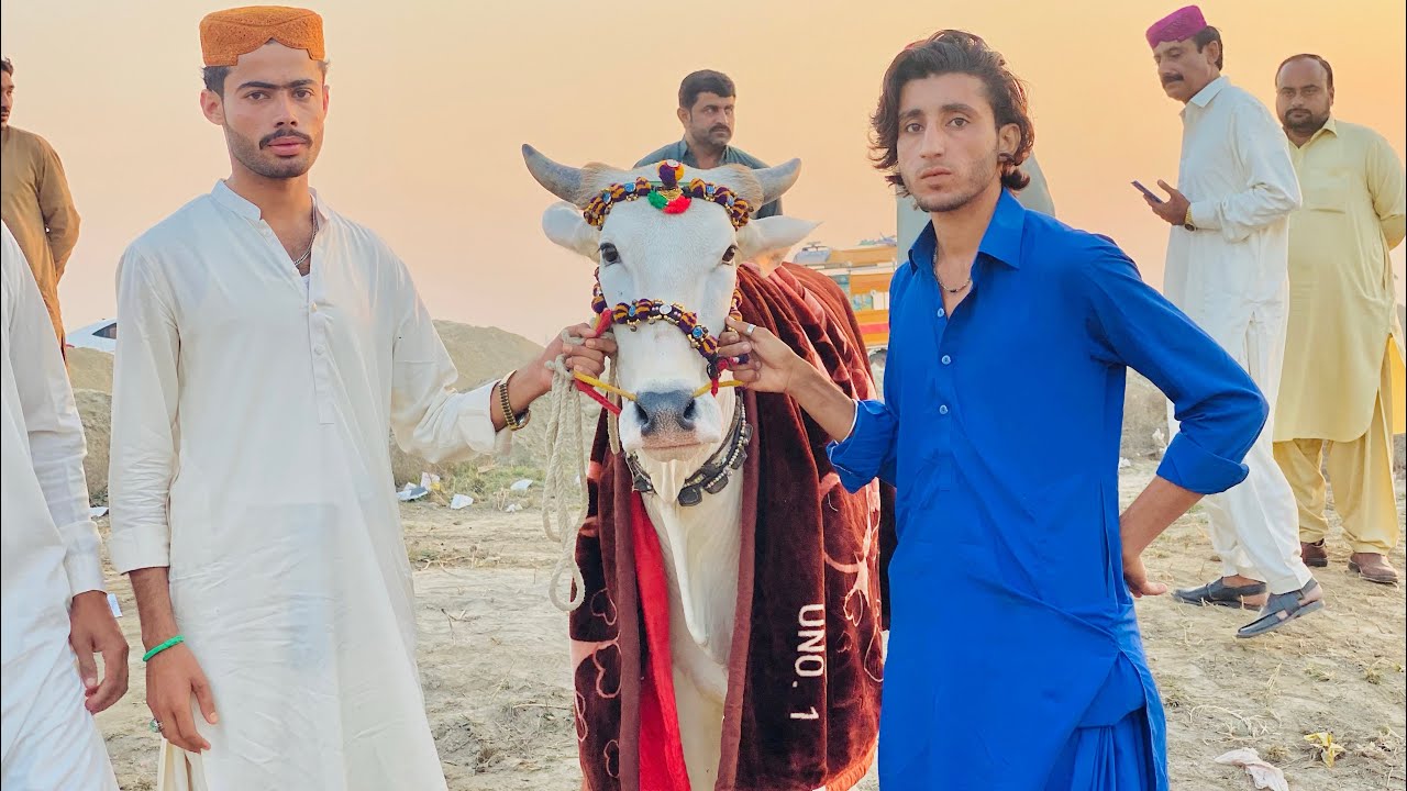 Bull race in pakistan - YouTube