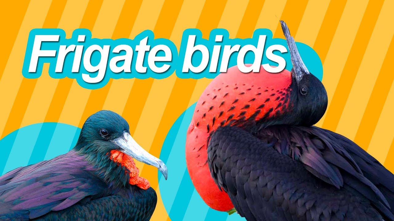 Frigate Bird: 20 Most Beautifully Stunning Birds In The World - YouTube