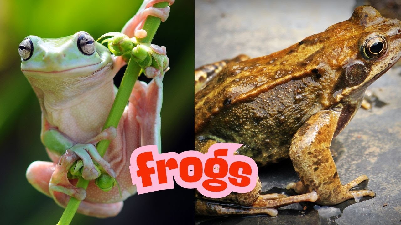 The Frog’s Journey – 100 Days of Rain, Life, and Survival - YouTube