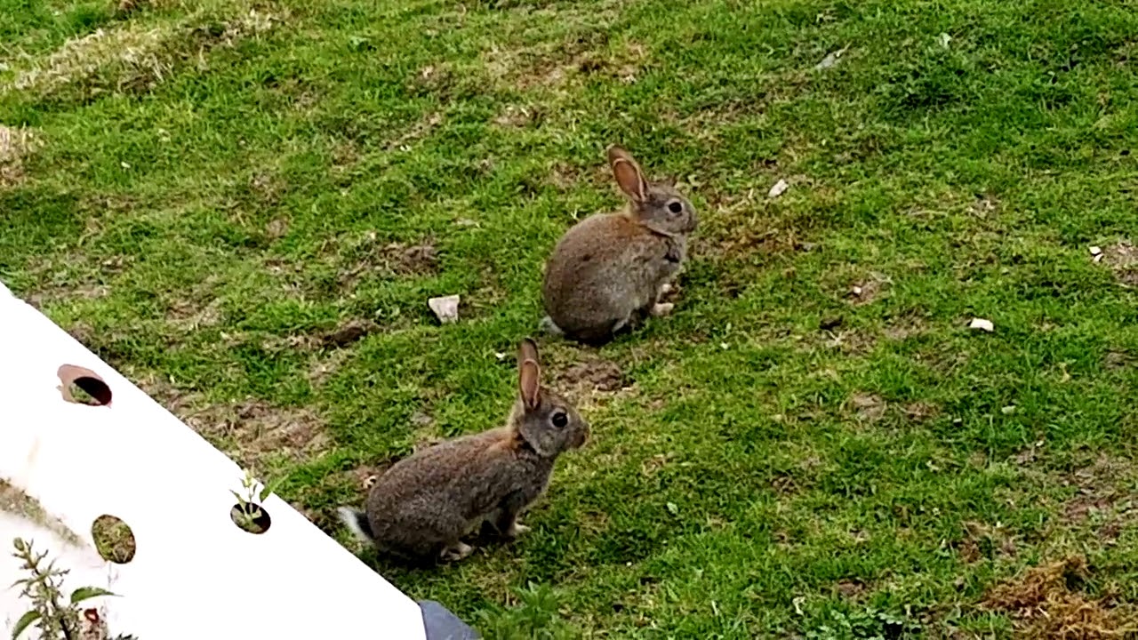Cumbrian, wild, juvenile rabbits. - YouTube