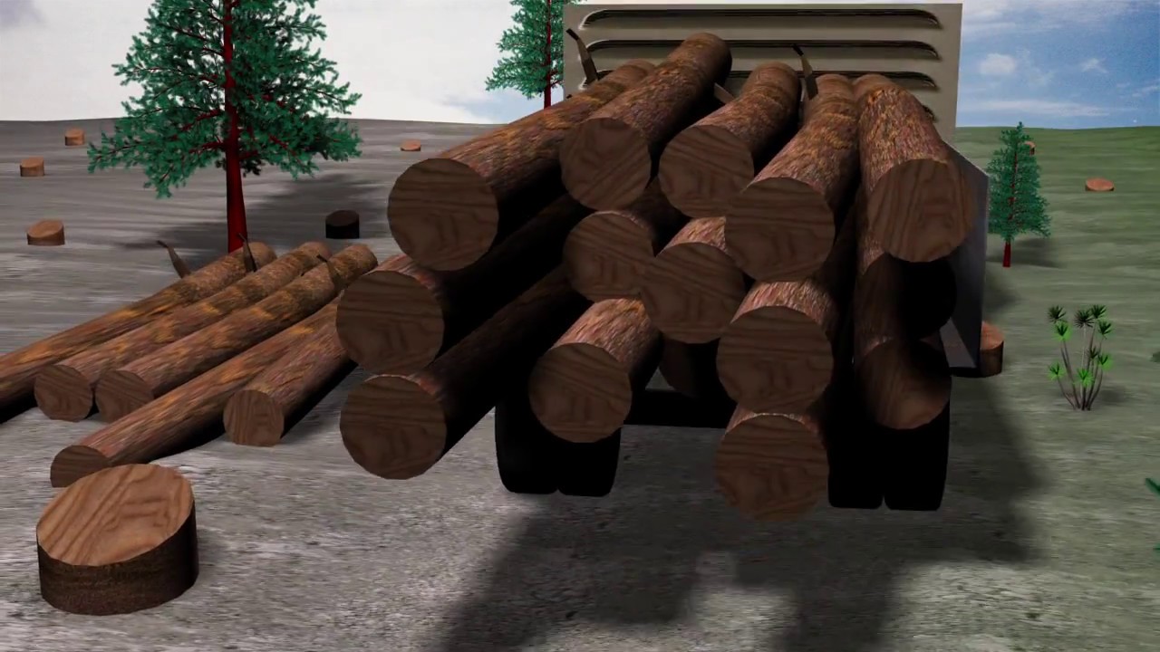 Deforestation Animation Video - YouTube