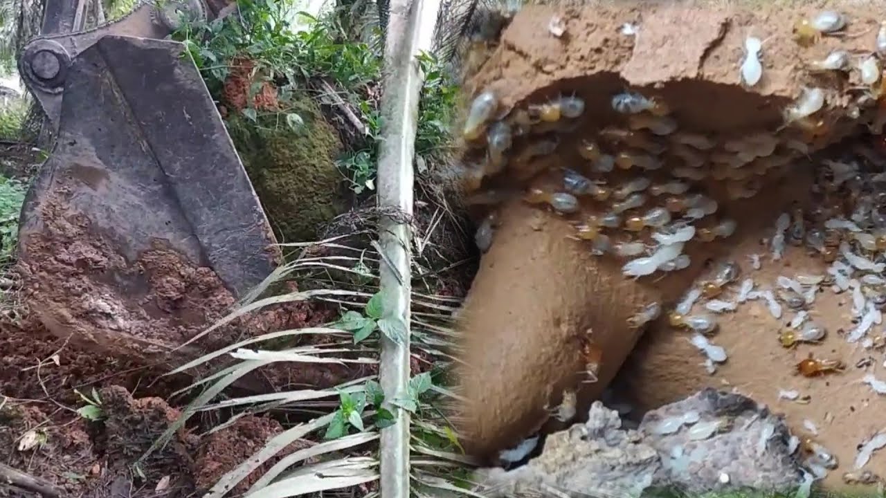 MERINDING SAAT BONGKAR SARANG KERAJAAN RATU RAYAP INI TERNYATA ...