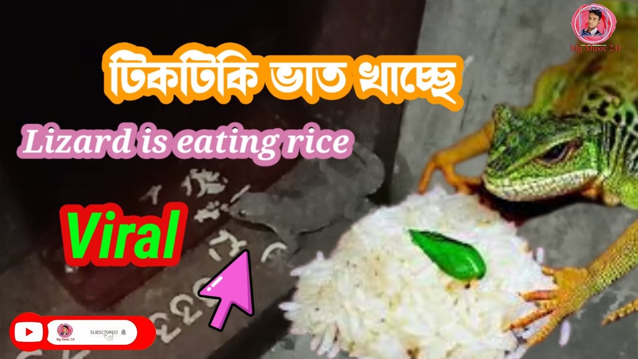 টিকটিকি ভাত খাচ্ছে Lizard is eating rice viral video challenge whatsapp ...