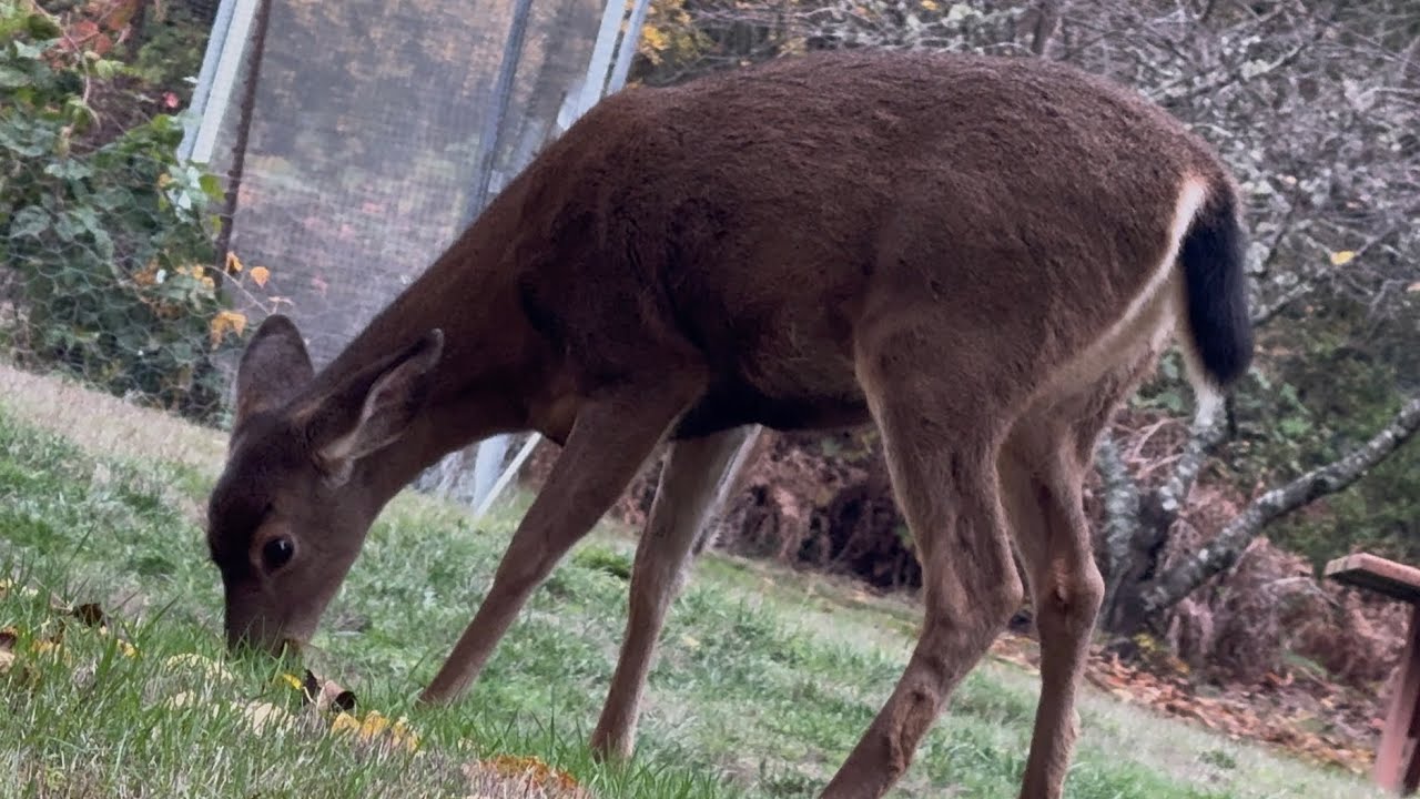 Beautiful fawn feeding early - I named Fawnie - YouTube