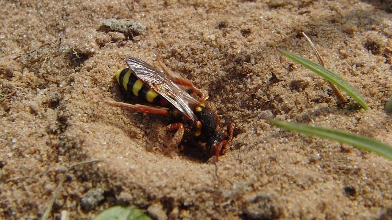 Female cuckoo bee Nomada lathburiana trying to enter a nest of a digging bee, Andrena vaga - YouTube