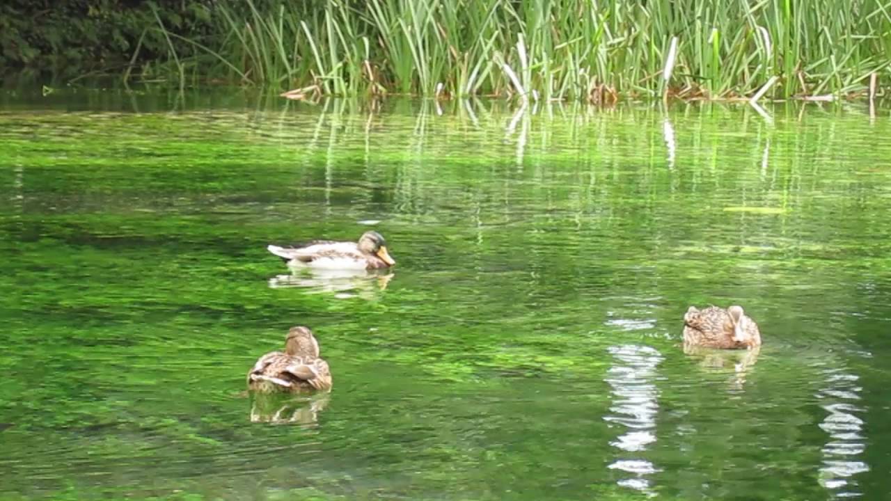 Restaurant Ostrovo at the Black Drim's Springs (Crn Drim), Sveti Naum ...