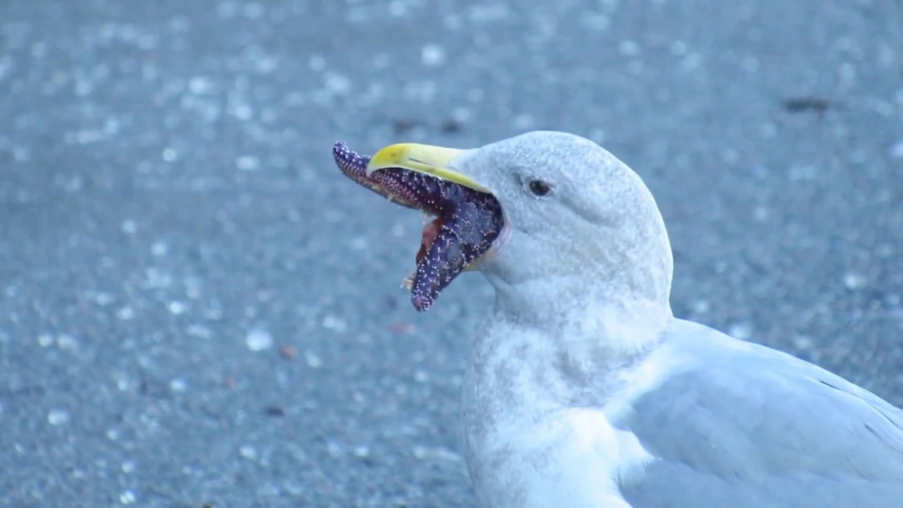 seagull tries to choke down a starfish seawall vancouver british ...