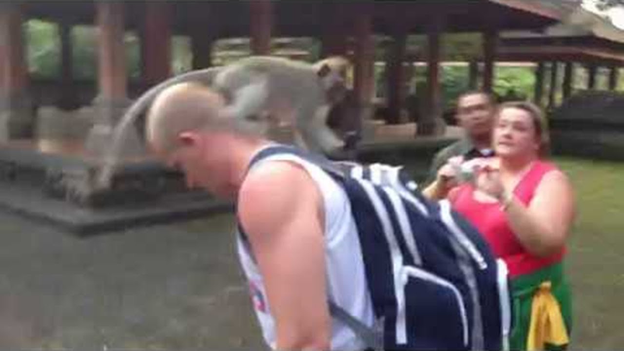 Protective Monkey Mom Bites Man || ViralHog - YouTube