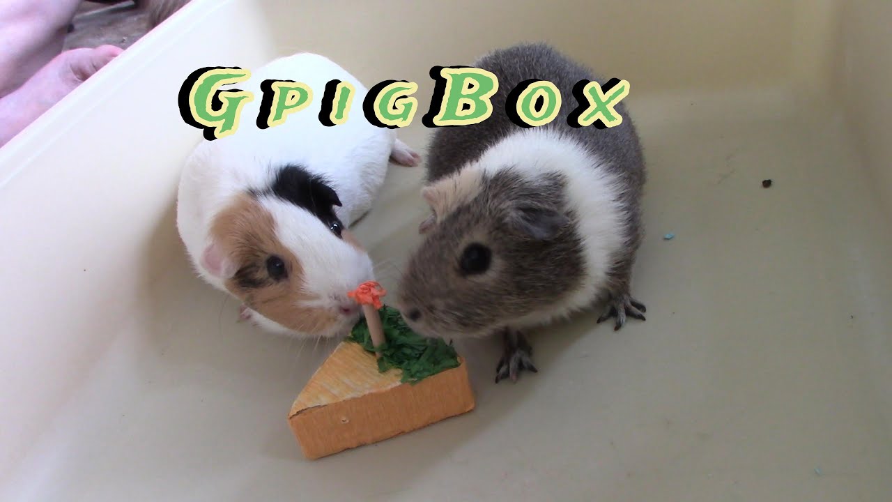 Gpig Box Unboxing November 2022 😍 - YouTube
