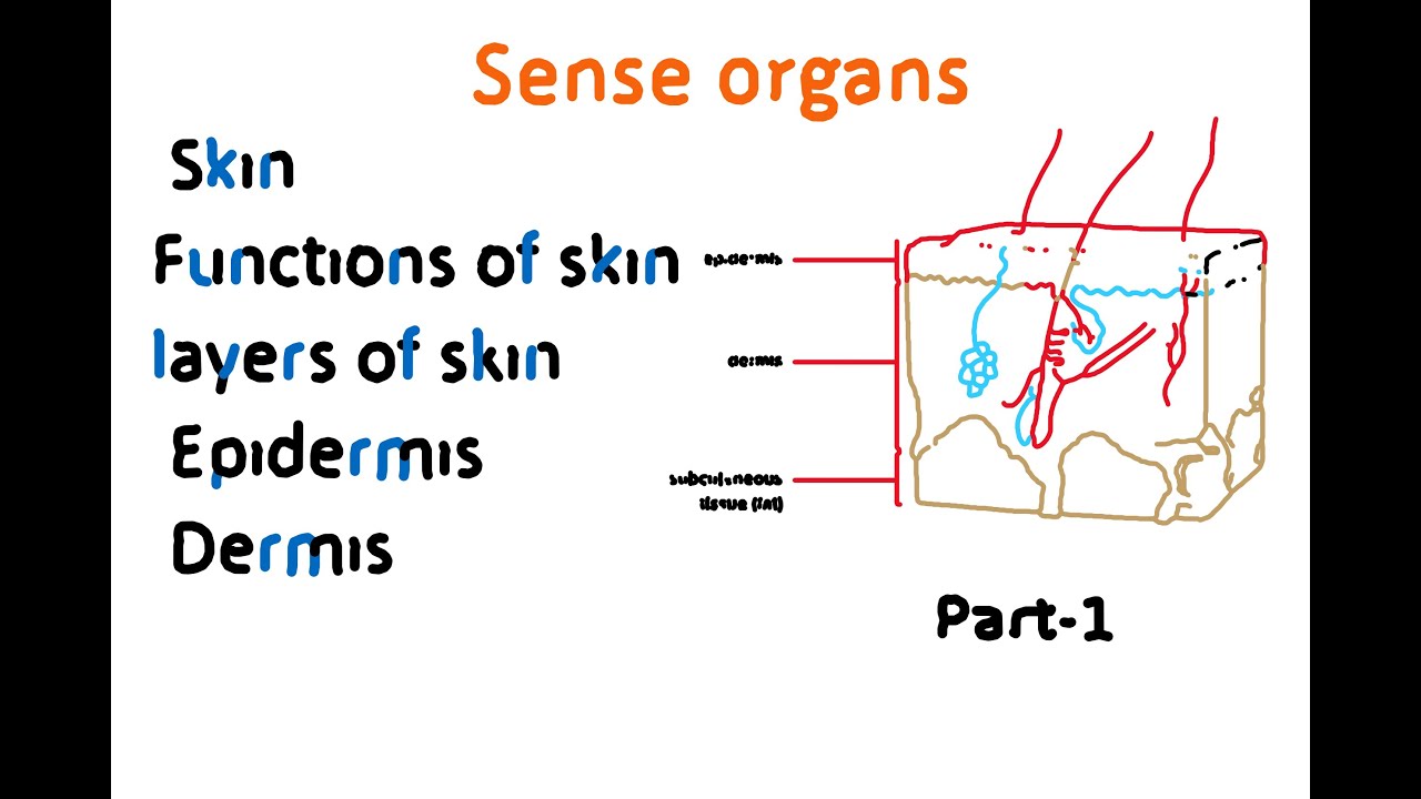 Sense organs, Skin, Functions of skin, layers of skin, Epidermis ...