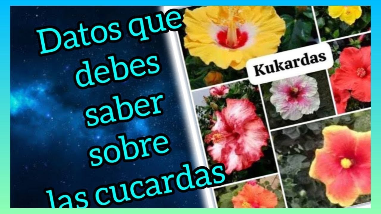 Todas las instrucciones que tienes que saber sobre las cucardas - YouTube