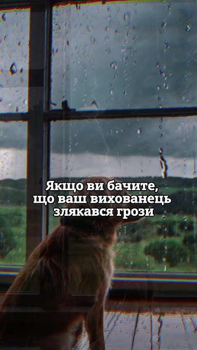 Цікавий факт про Собак №5 #факти #facts #наука #собаки - YouTube