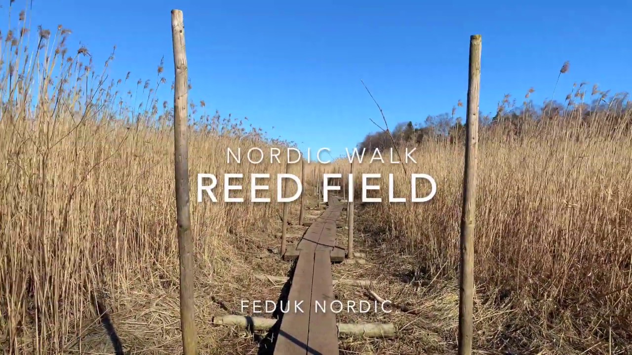 (HD) Path Through Reed Field In One Take - YouTube