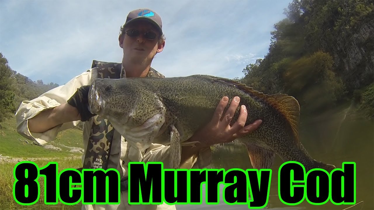 81cm Murray Cod on Fly - YouTube