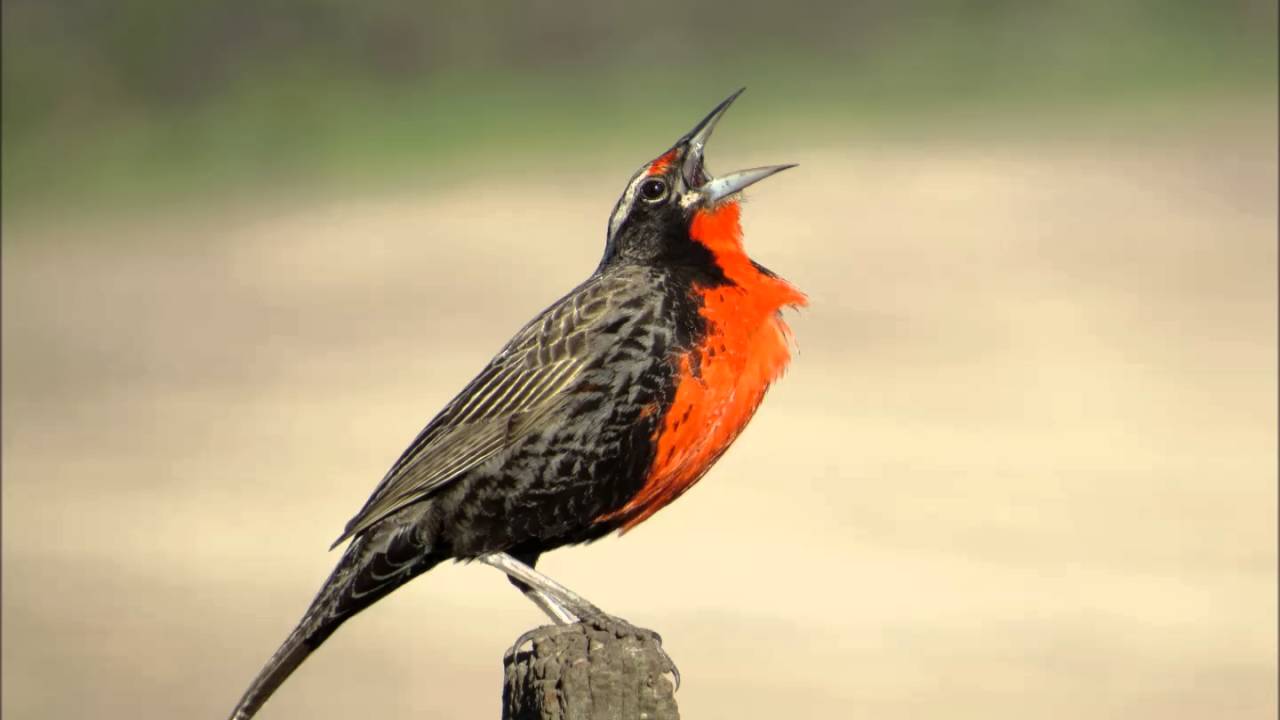 loica cantando - YouTube