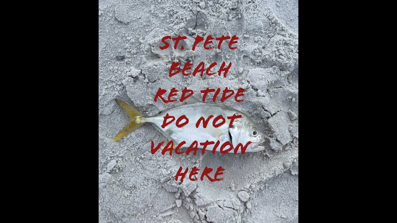 ST. PETE BEACH RED TIDE DO NOT VACATION HERE 2021 - YouTube