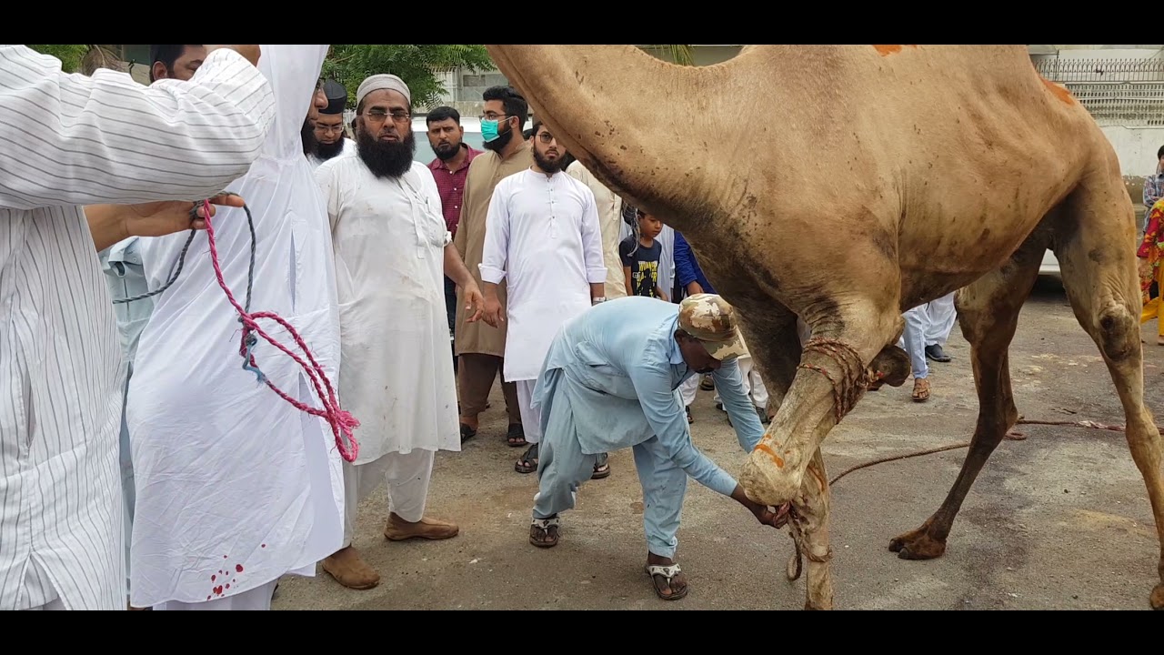 Camel slaughtering with Sunnah by Mufti Khubaib shahid Dehelvi. jamia ...