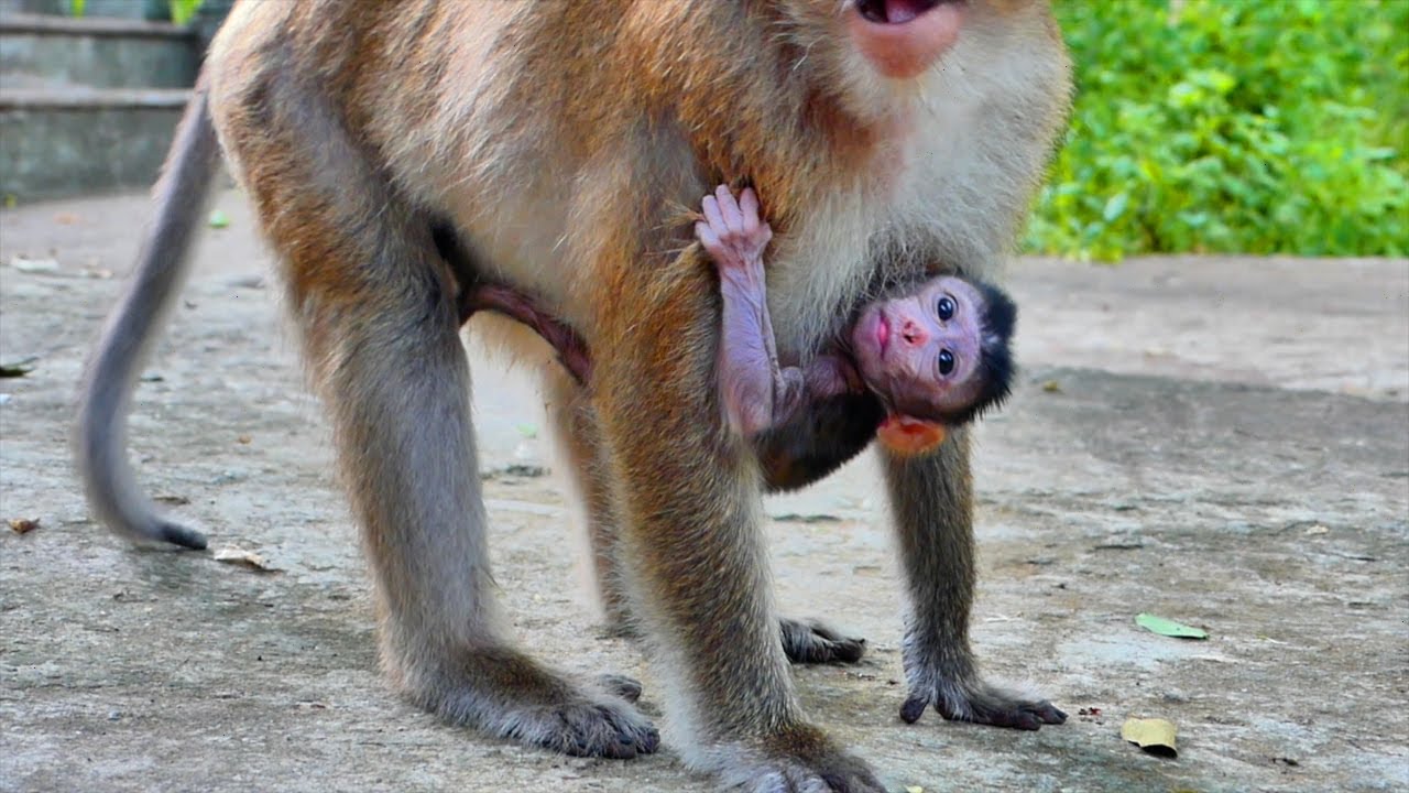 OMG !baby JESSY tries to cling his mom almost falling down -when Mom ...