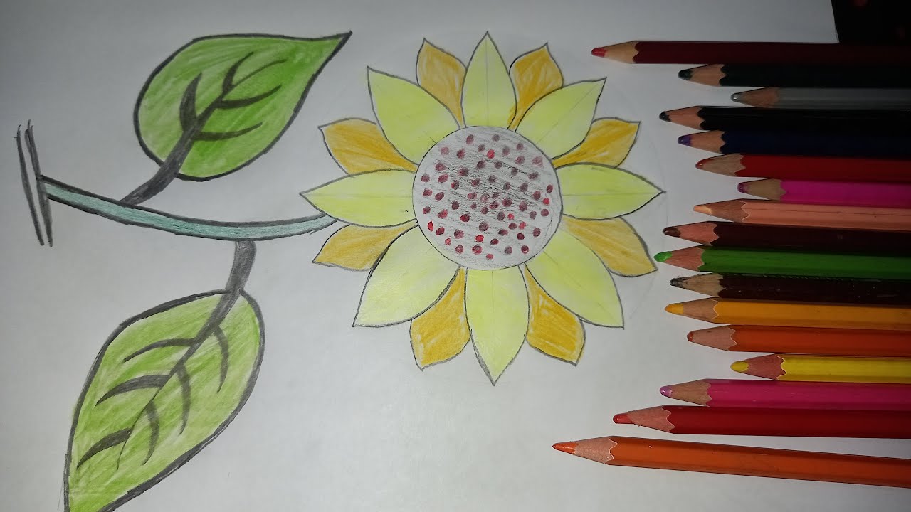 Sun FLLOWER DROWING ---- 5-Minute Drawing - YouTube
