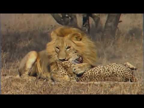 Ormanın Kralı Aslan  ws Leopar  - Hayvanlar Alemi