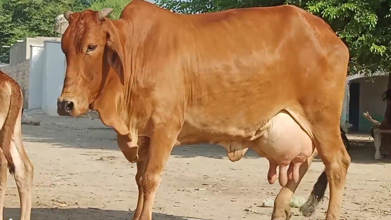 3 sahiwal cow sakoni far sale 7,9,2020 - YouTube