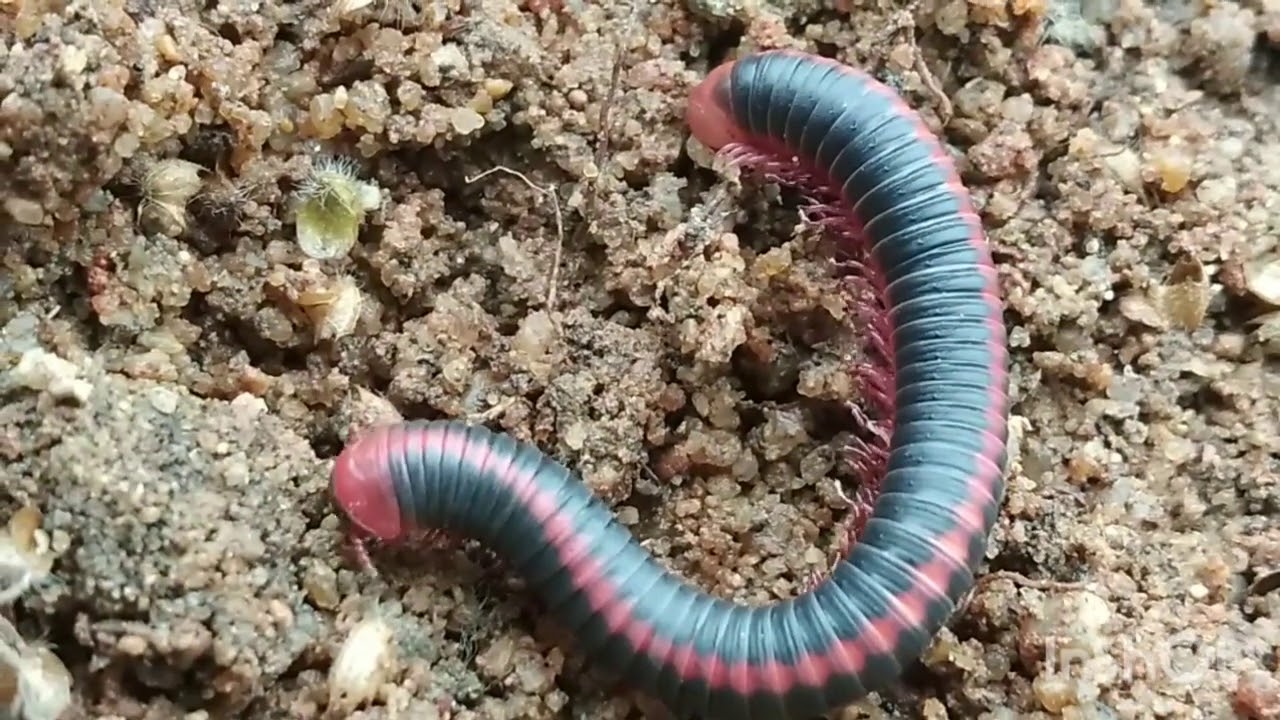 earth worm movement - YouTube