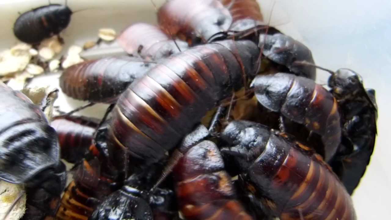 Madagascar hissing cockroaches - YouTube