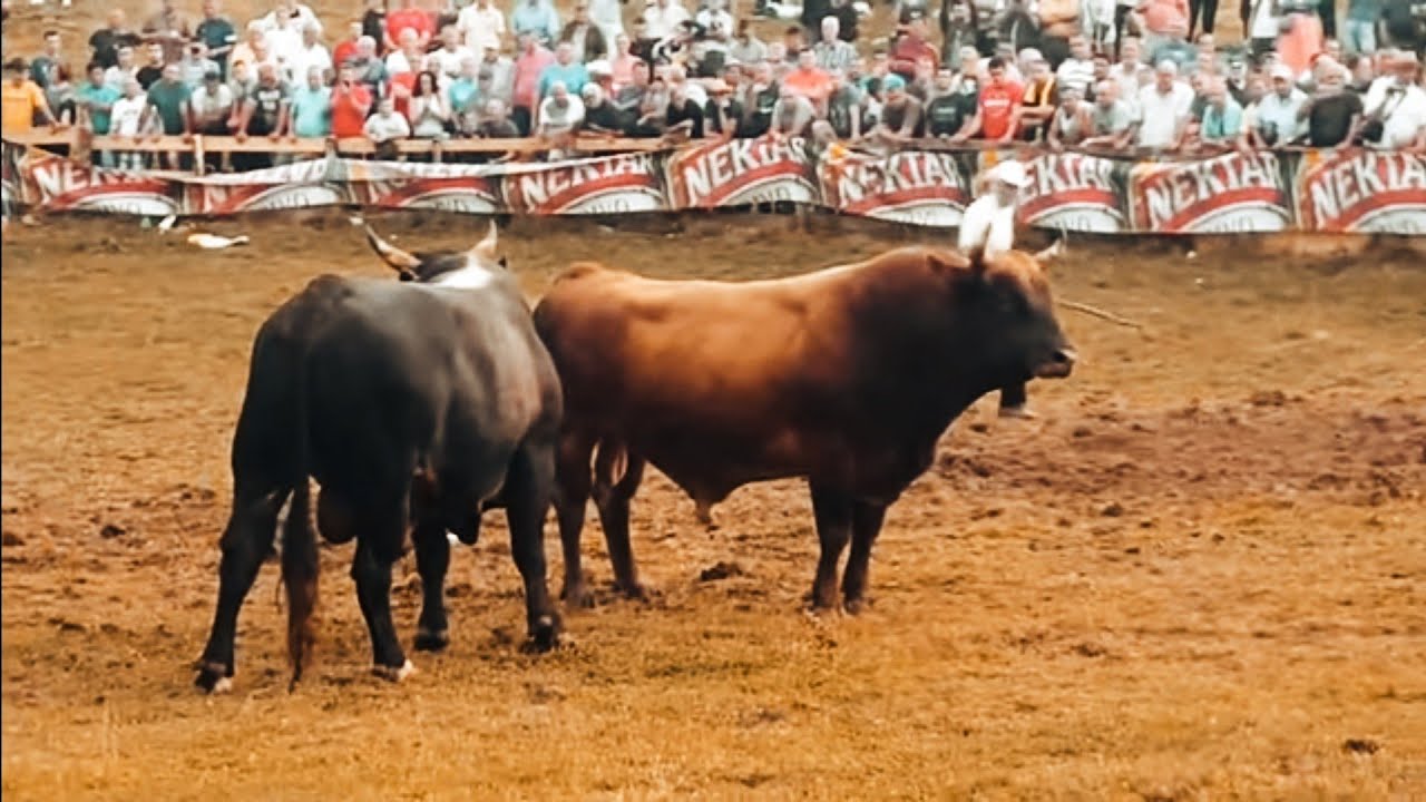 SOKO - MEDONJA ZA ŠAMPIONA LISKOVICA 2018 KORIDA - YouTube