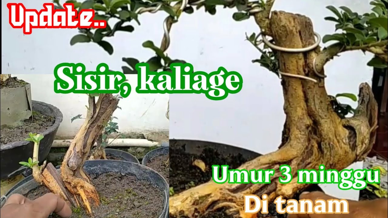 Update Sisir Kaliage Hasil Berburu Di Alam Setelah Tanam 3 Minggu - YouTube
