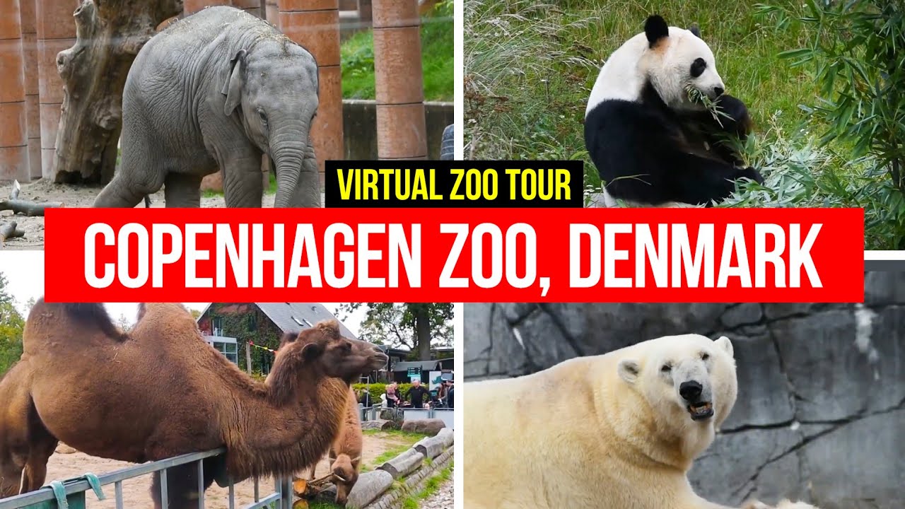Copenhagen Zoo, Denmark | Virtual Zoo Tour - YouTube