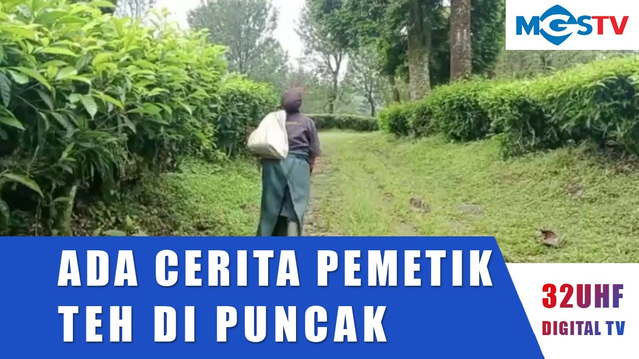 AKTIFITAS PARA PEMETIK DAUN TEH DI PUNCAK BOGOR - YouTube