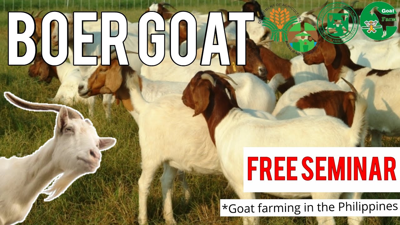 Seminar for Goat Farming | Goat Farming in Philippines | Boer goat ...