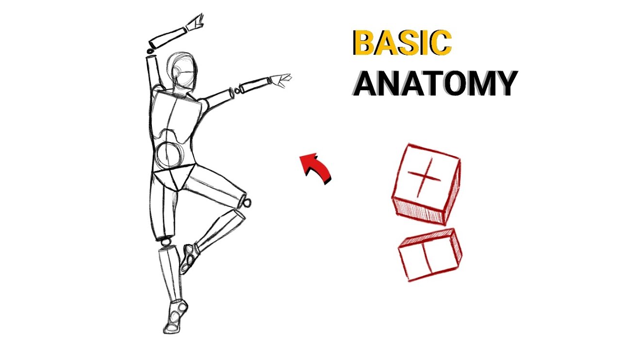 Easy Anatomy Drawing For Beginners || Easy Anatomy Practice - YouTube