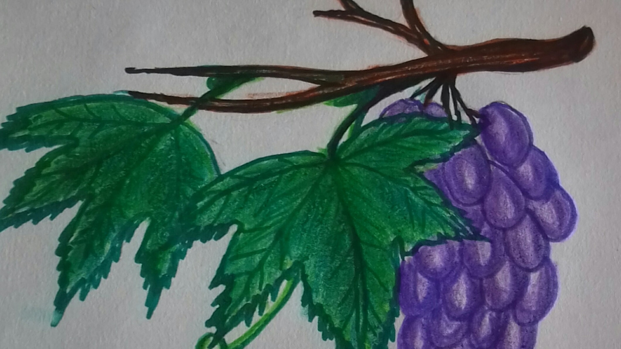How to draw a bunch of grapes - YouTube