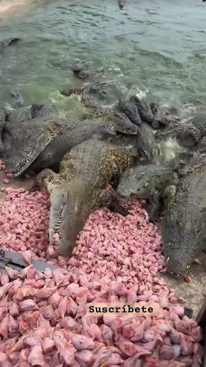 Que les dan de comer a los cocodrilos 🐊 - YouTube