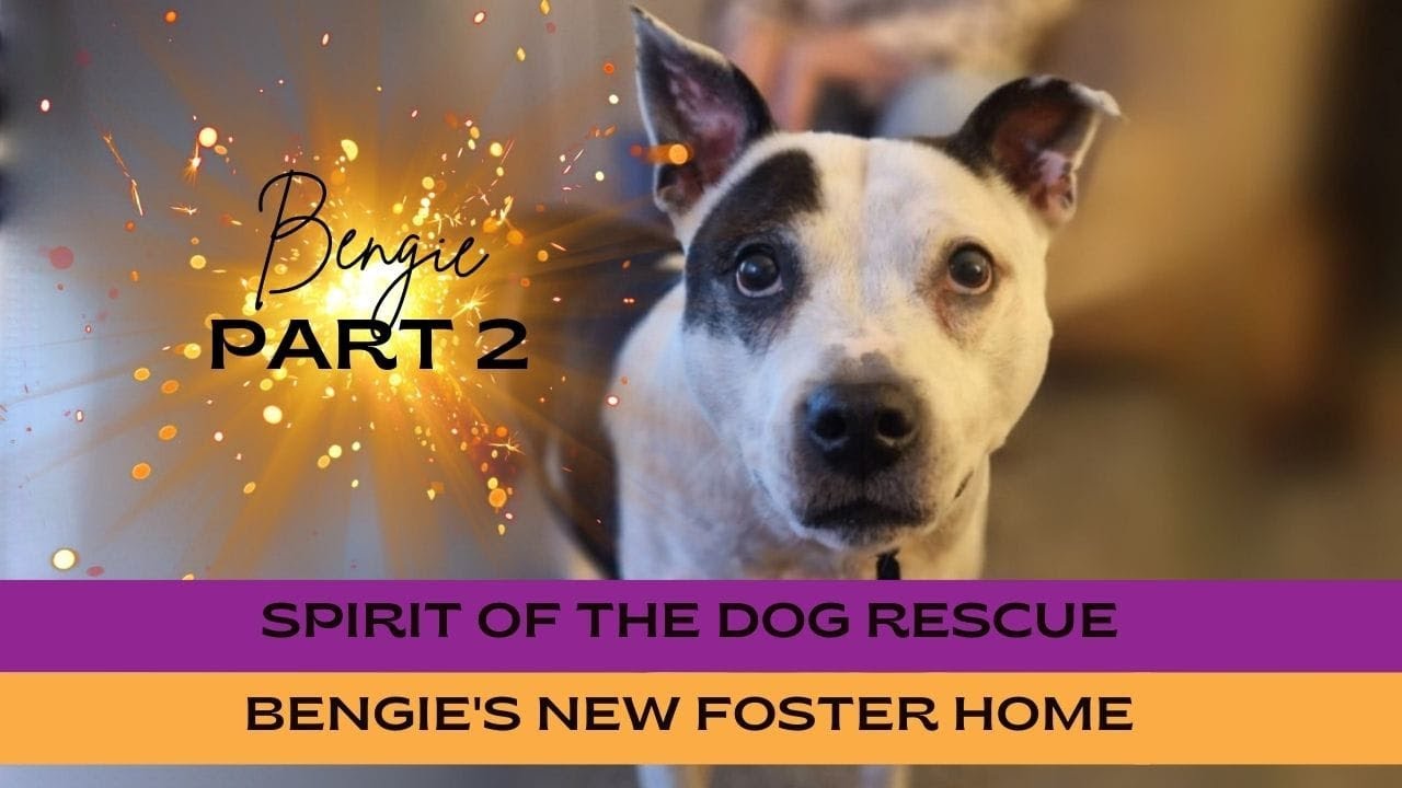 Bengie's Story Part 2: His First Night As A Rescue Dog - YouTube