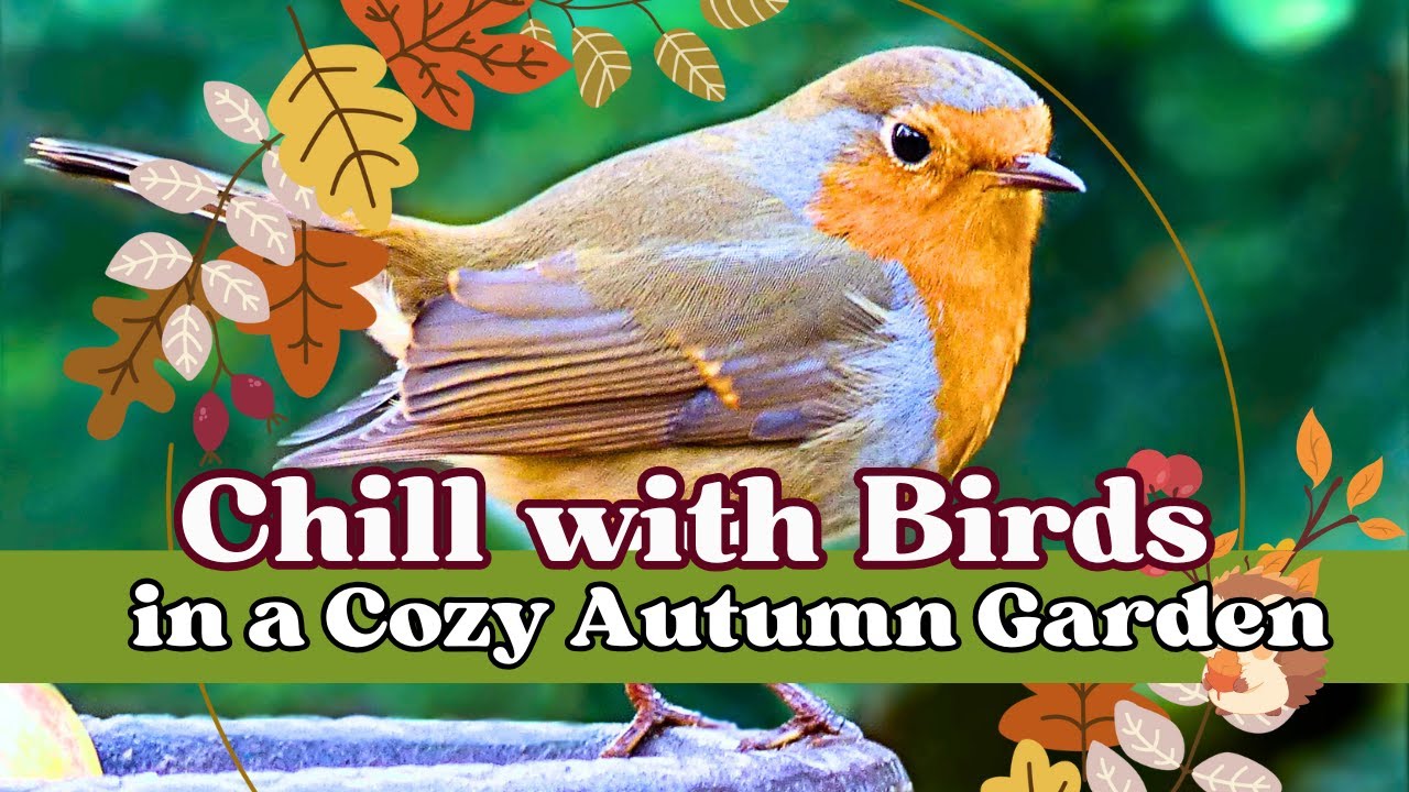 Chill with Birds in a Cozy Autumn Garden 🍂🐦 #LivePeace #NatureLovers # ...