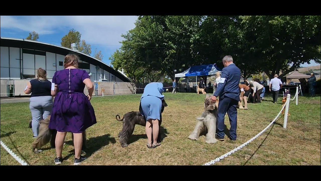 9/17/2022 (11 am) Northern California Afghan Hound Club Specialty ...