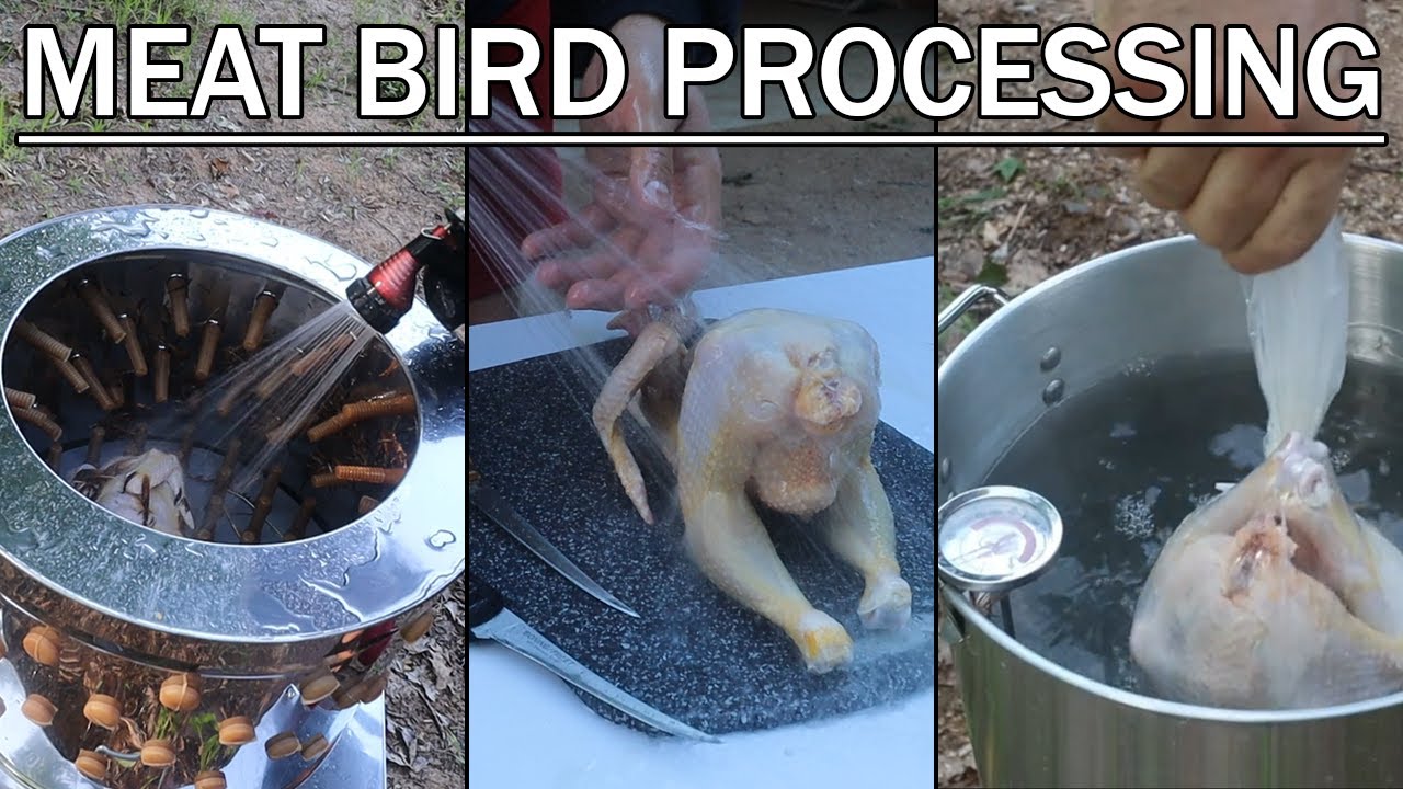 Processing Meat Chickens for the First Time! - YouTube