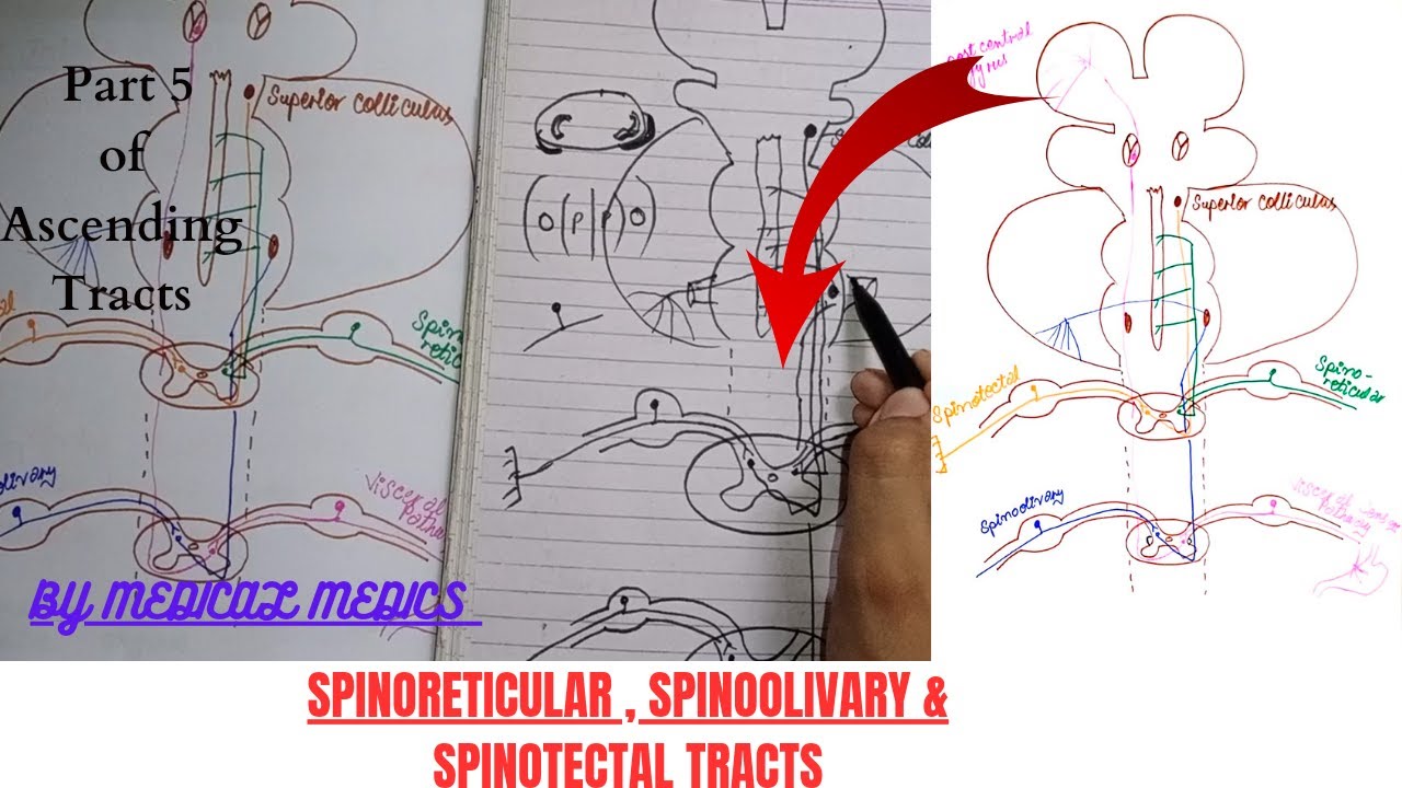 Ascending Tracts | Part 5 | Spinotectal , spinooilivary ...